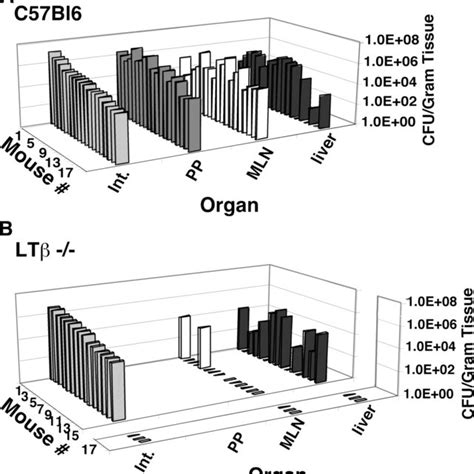 Y Pseudotuberculosis Colonizes The Livers Of The Lt β−− Mouse Mice