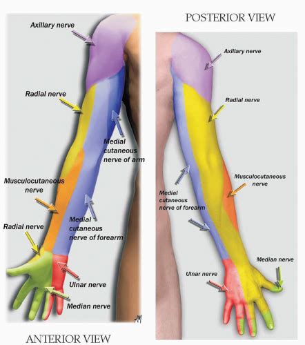 Upper Extremity Landmarks Anesthesia Key