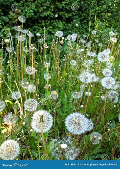 Dandelion Taraxacum Officinale In A Spring Day Stock Image Image Of