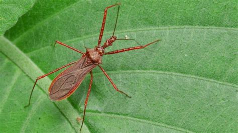 Assassin Bug What Are They And How To Get Rid Of Them Assassin Bug What Are They And How To Get Rid Of Them