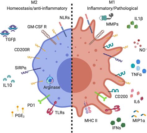 What Are Lung Macrophages With Pictures