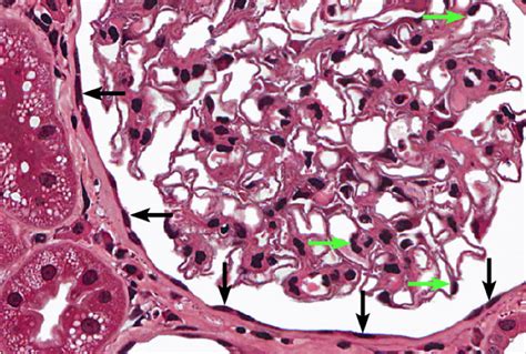 Slide Epithelial Tissues BIOL Lab Review
