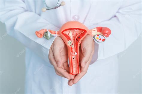 Premium Photo Doctor Holding Uterus And Ovaries Model Ovarian And
