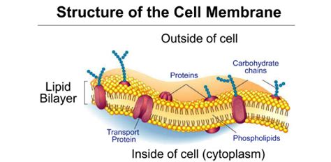 Cell Membrane Structure And Function Quiz Quiz Trivia