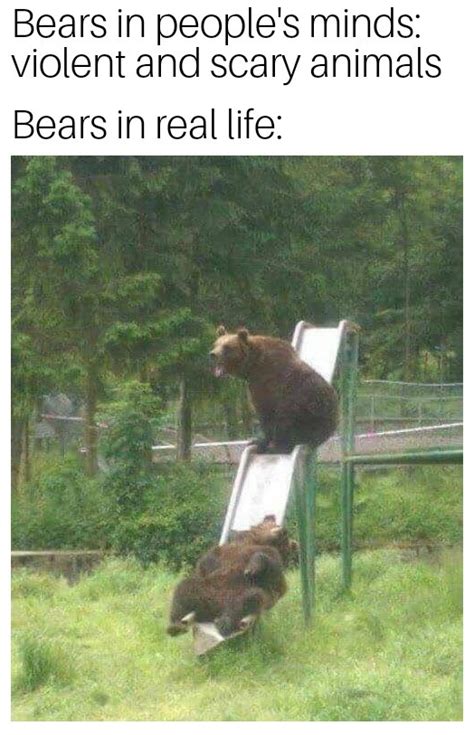 Bears Be Like Meme By Hupesquid Memedroid