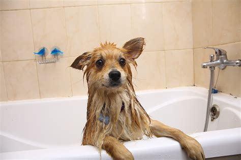 포메라니아 강아지 욕실 스 피 츠 개에 세척 과정에서 샴푸를 닫습니다 0명에 대한 스톡 사진 및 기타 이미지 0명 강아지 개 개과 Istock