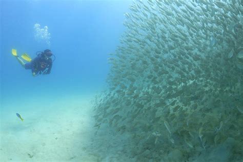 魚にエサを与えてはいけない5つの理由
