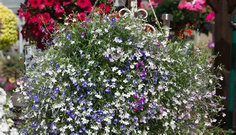 Planting Lobelia Seeds