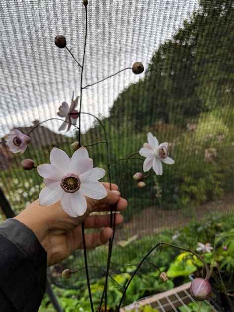 Anemonopsis Macrophylla — Issima