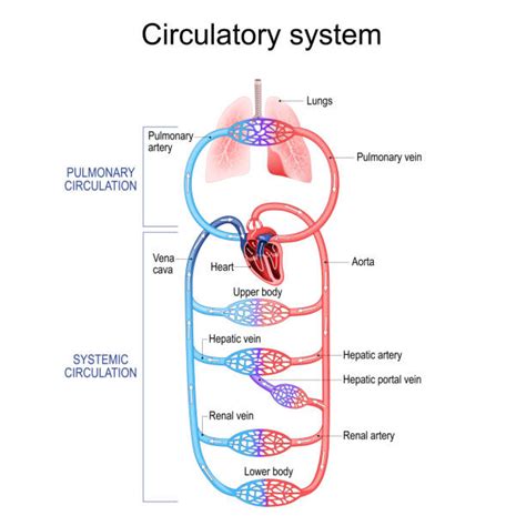 Systemic Circulation