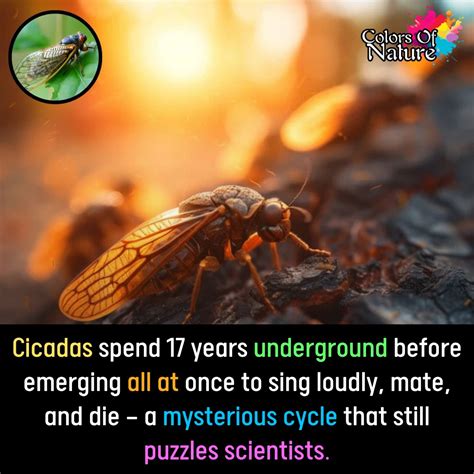 Colors Cicadas Are Fascinating Insects Known For Their Unusual Life