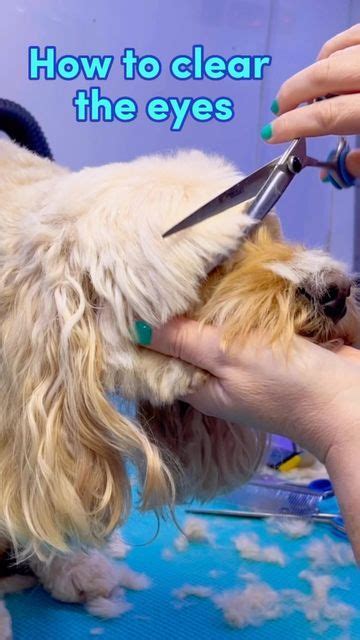 Cockapoo Grooming Guide 2023 Step By Step Artofit