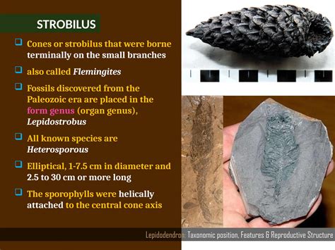 Lepidodendronpptx Palaeobotany Slide Pptx