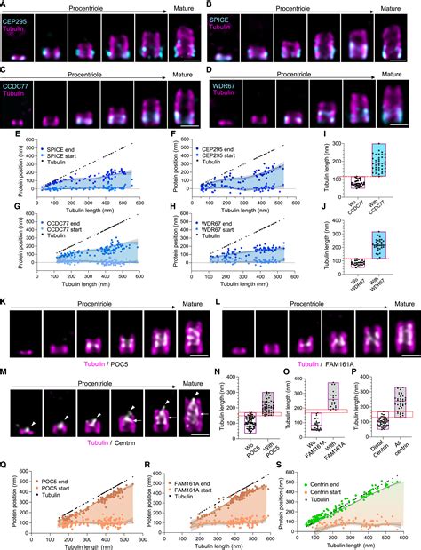 Time Series Reconstruction Of The Molecular Architecture Of Human