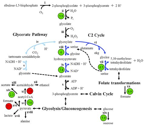 Photorespiration Or C2 Cycle
