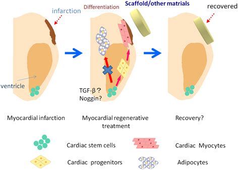 Cardiomyocyte Regeneration