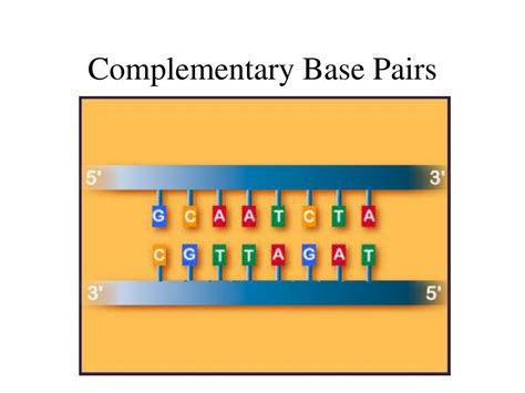 PPT DNA The Genetic Material PowerPoint Presentation Free Download ID