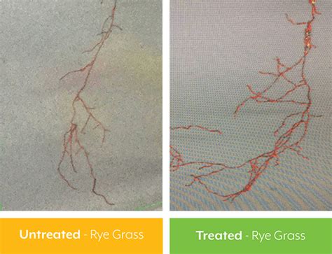 Maxstim Root Development Claim