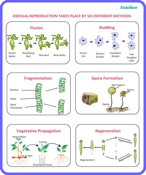 Blissful Earth Asexual Reproduction Class 10th