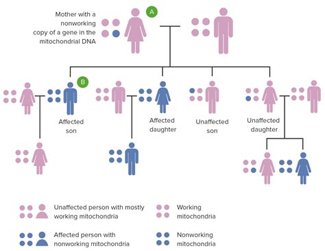 Mitochondrial Inheritance Concise Medical Knowledge
