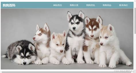 187web前端网页制作 宠物狗主题网页设计实例 大学生期末大作业 Htmlcssjs Csdn博客