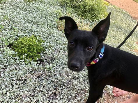 Australian Kelpie Lab Mix