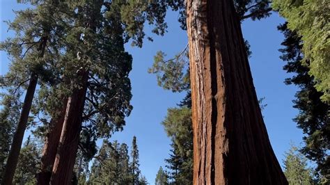 ‎🇺🇸 Giant Sequoia Tree In Kings Canyon National Park⁩ ⁨miramonte