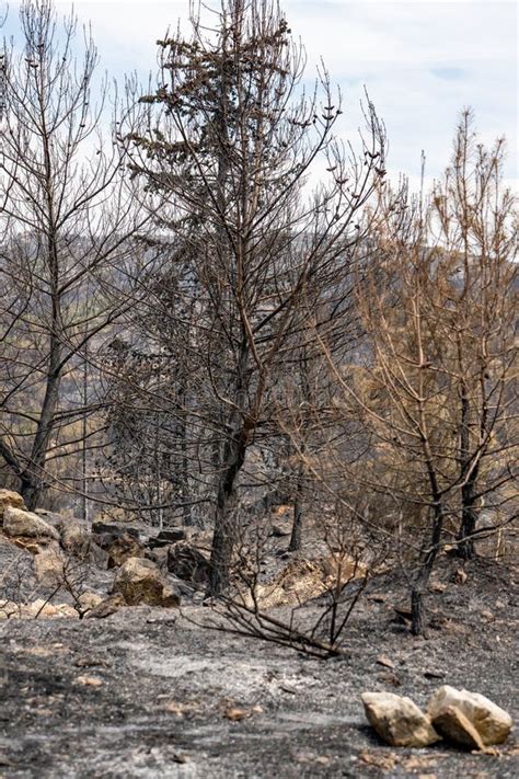 Dead Trees And Dead Forest After A Massive Forest Fire Natural