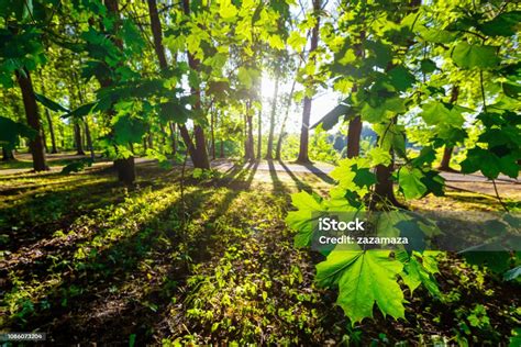 단풍 잎 및 긴 그림자 여름 저녁에 밝은 태양 고요한 초록빛 공원에서 다른 녹색 나무와 단풍나무 산책 하 고 편안 하 고 맑은 공기를 호흡에 대 한 장소 0명에 대한 스톡