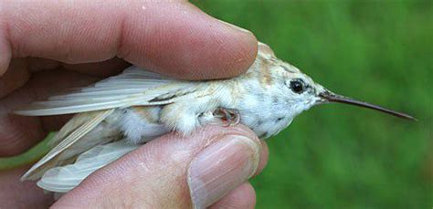 This Time Its Leucistic White Hummingbird