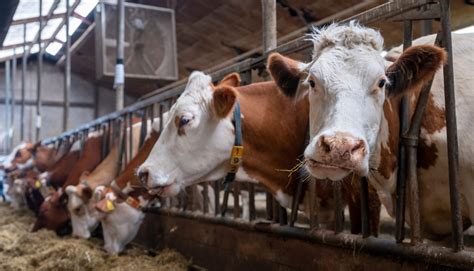 How Observing Cow Behaviour Can Unlock Productivity The Furrow