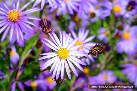 까실쑥부쟁이초롱꽃목국화과식물꽃접사 네이버 블로그