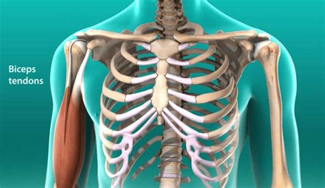 Biceps Tenodesis Surgery In Florida Schedule A Consultation Today