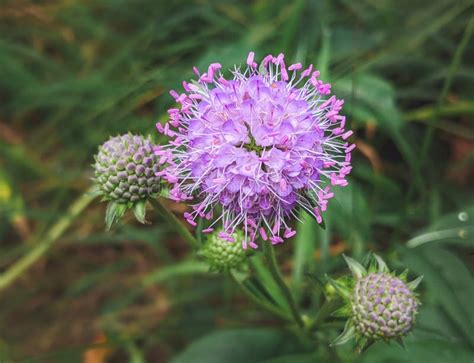 Bee On Devil S Bit Scabious Succisa Pratensis Stock Image Image Of