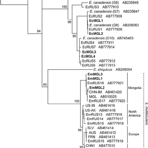 A Neighbour Joining Tree Of Echinococcus Spp Constructed From The Download Scientific Diagram