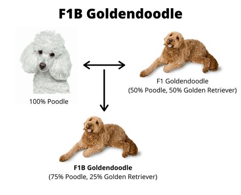 Goldendoodle Size Chart
