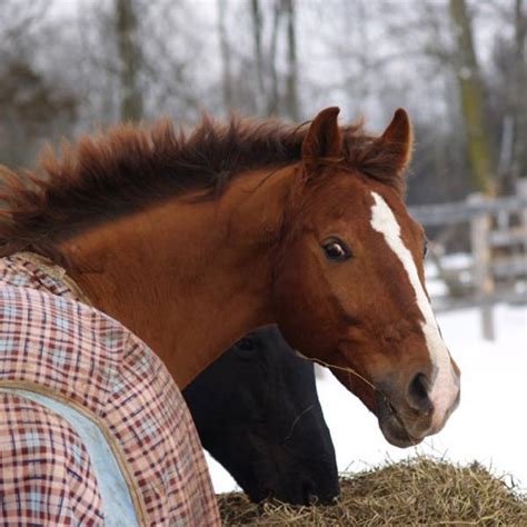 Kentucky Performance Products Electrolyte Use In Fall And Winter