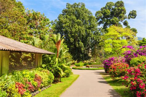 A Guide To The Adelaide Botanic Gardens