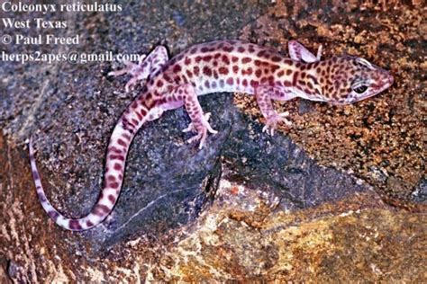 Coleonyx Reticulatus Alchetron The Free Social Encyclopedia