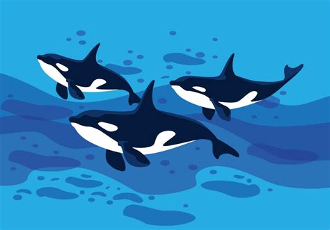 Killer Whales Vector Illustration 227835 Vector Art At Vecteezy