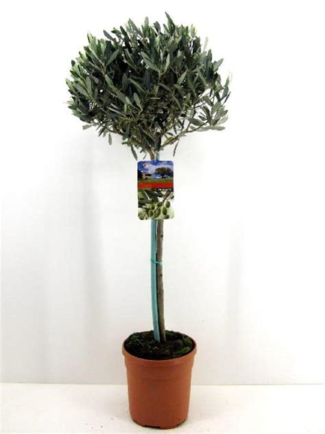 Olea Europaea Jan Nieuwesteeg