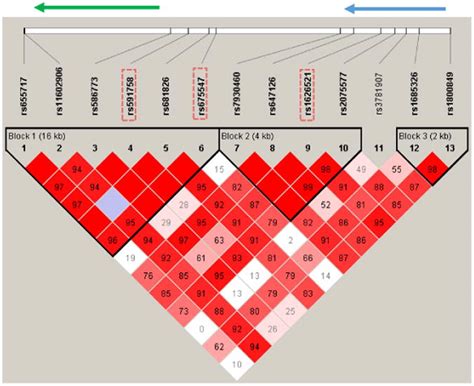 Single Nucleotide Polymorphisms Linked To Mitochondrial Uncoupling