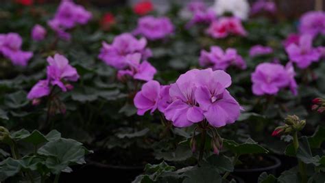 Мушкато Виолино Pelargonium Zonale Violino Оранжерия за производство на цветя Гинко