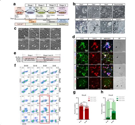 Biphasic Modulation Of Insulin Signaling Promoted Highly Efficient Hspc Download Scientific
