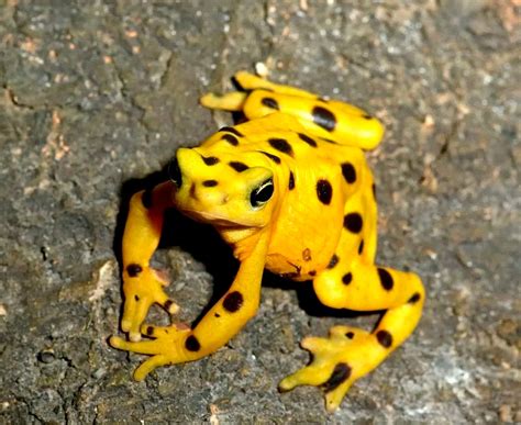 Самые ядовитые лягушки в мире ТОП 13 опасных лягушек