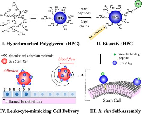 Stem Cell Modification Via Hydrophobic Insertion Of Modified