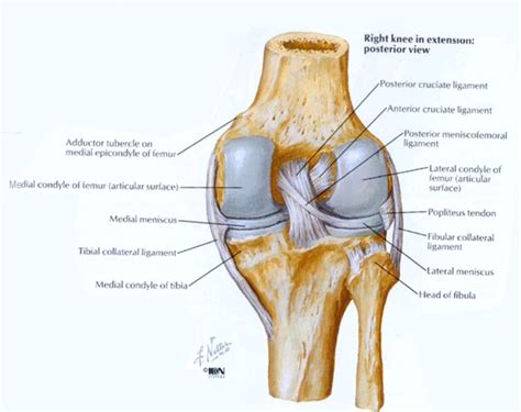 Ligaments Of The Knee Netter