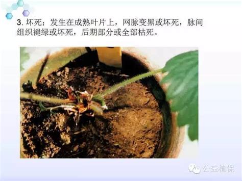 干货 草莓种植全程解决方案 搜狐大视野 搜狐新闻
