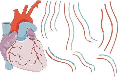 Coronary Artery Bypass Grafting Vector