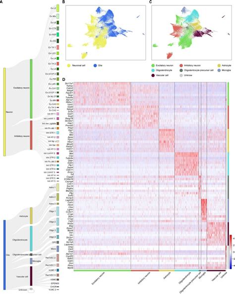 Fig S7 Cell Type Clustering Based On Single Cell Translatomics Download Scientific Diagram
